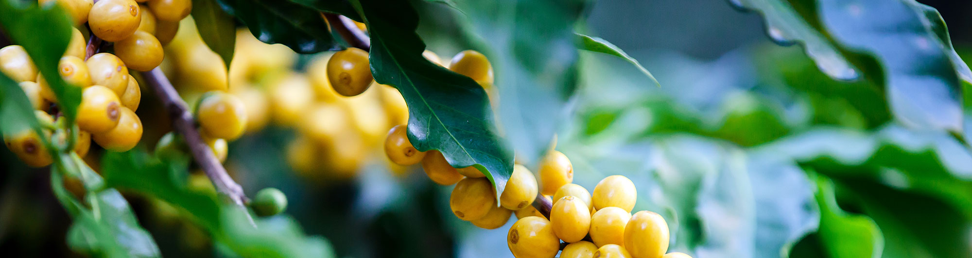 Bogate smaki kawy Brazil Yellow Bourbon: Wyjątkowa Kawa